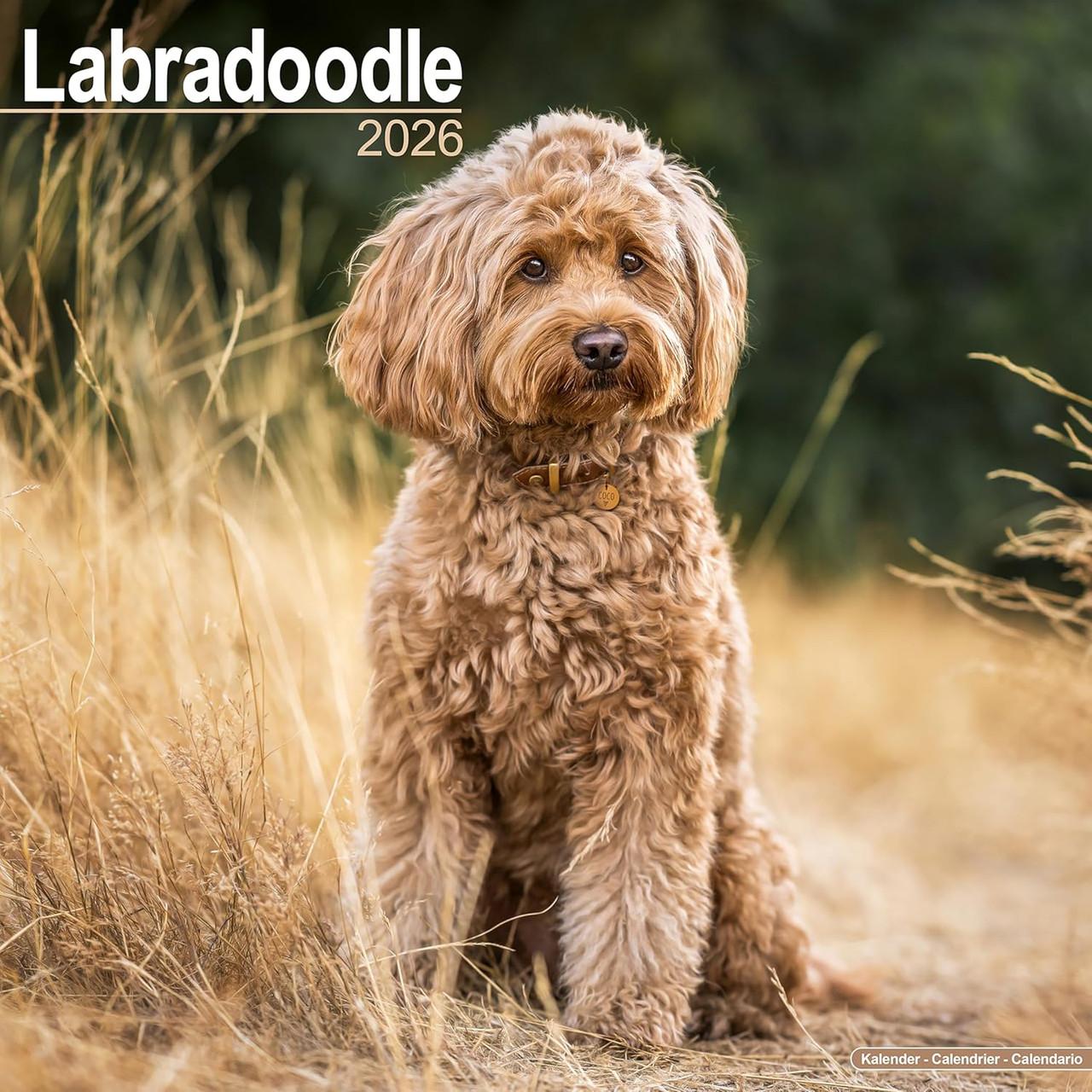 Labradoodle 2026 Calendar Square Wall Calendar in Tipperary | GetLocal ...