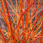 Cornus Sanguinea Anny's Winter Orange | GetLocal Ireland