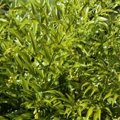 Ruscus Racemosus | GetLocal Ireland