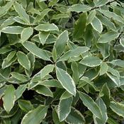 Pittosporum tenuifolium Eugenioides Variegatum in Cork | GetLocal Ireland