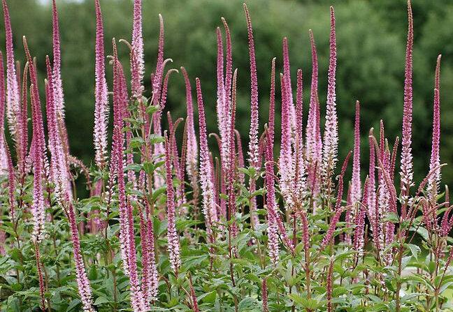 Veronicastrum virginicum roseum 'Pink Glow' — Caherhurley Nursery in ...
