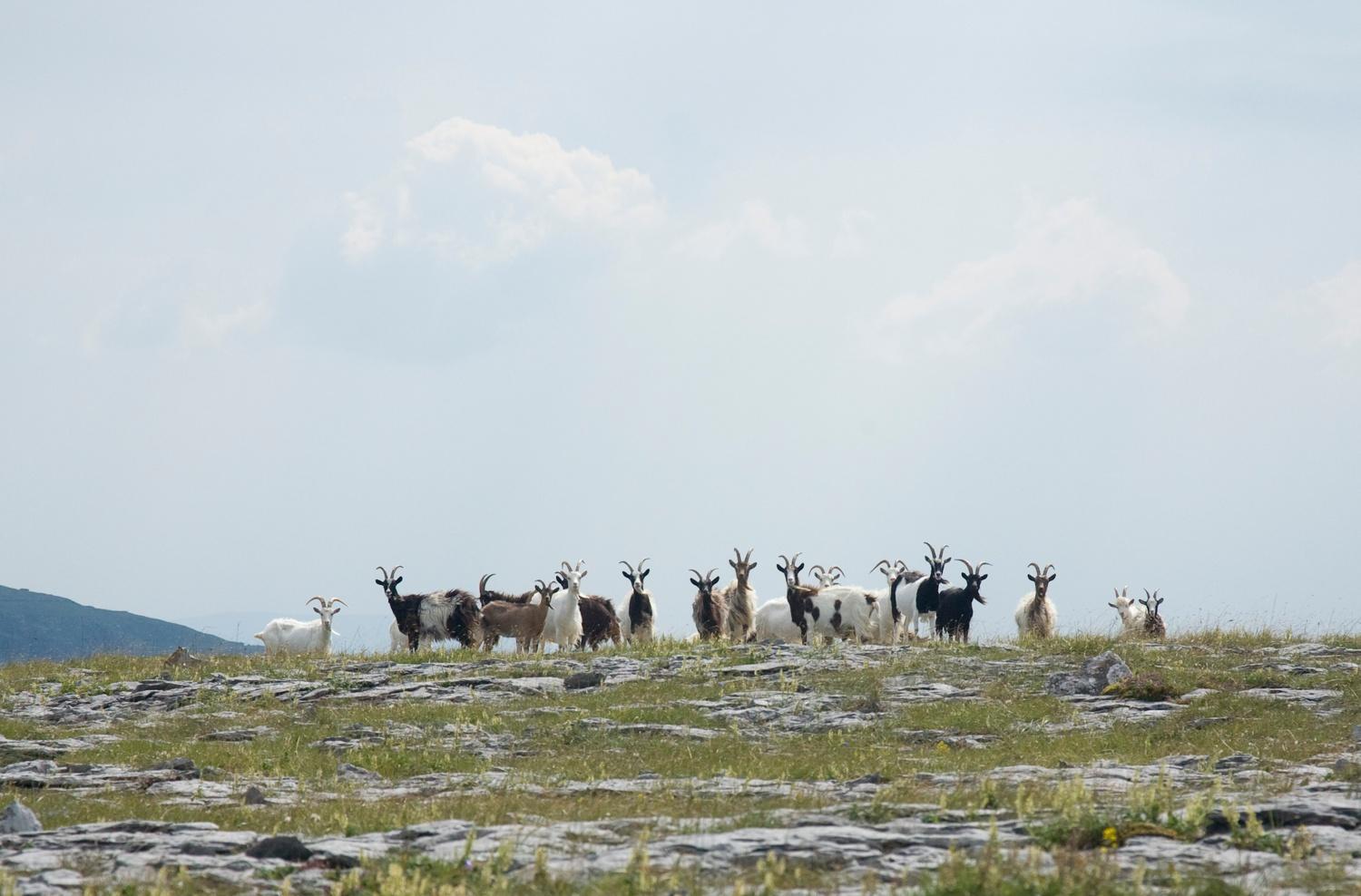 Herd of feral goats, Turlough Hill, The Burren, Co Clare, Ireland. in ...