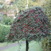 weeping cotoneaster