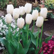 white flag tulip